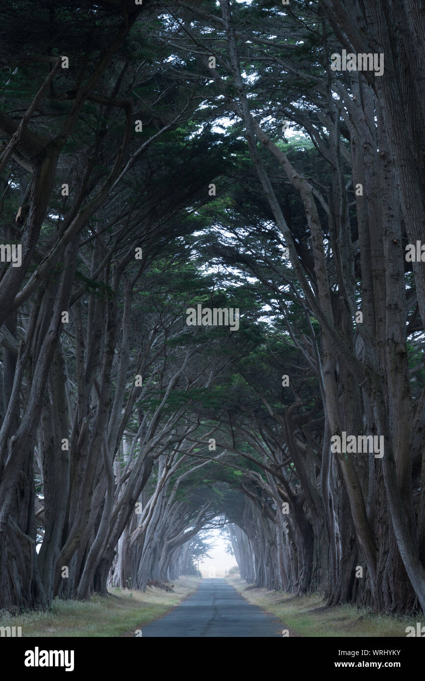 Tree canopy arching over a misty road, California, USA Stock Photo - Alamy
