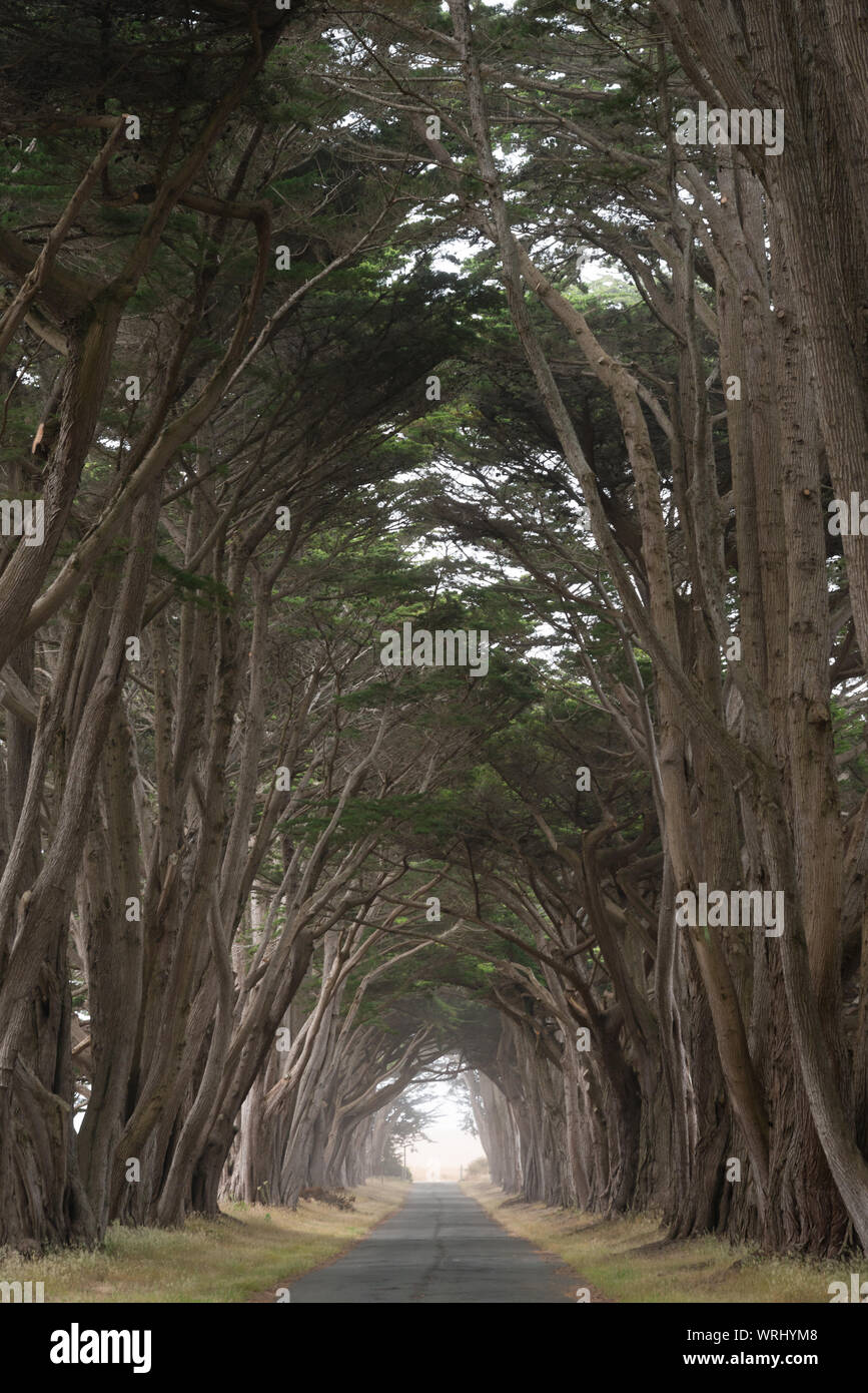 Tree canopy arching over a misty road, California, USA Stock Photo - Alamy