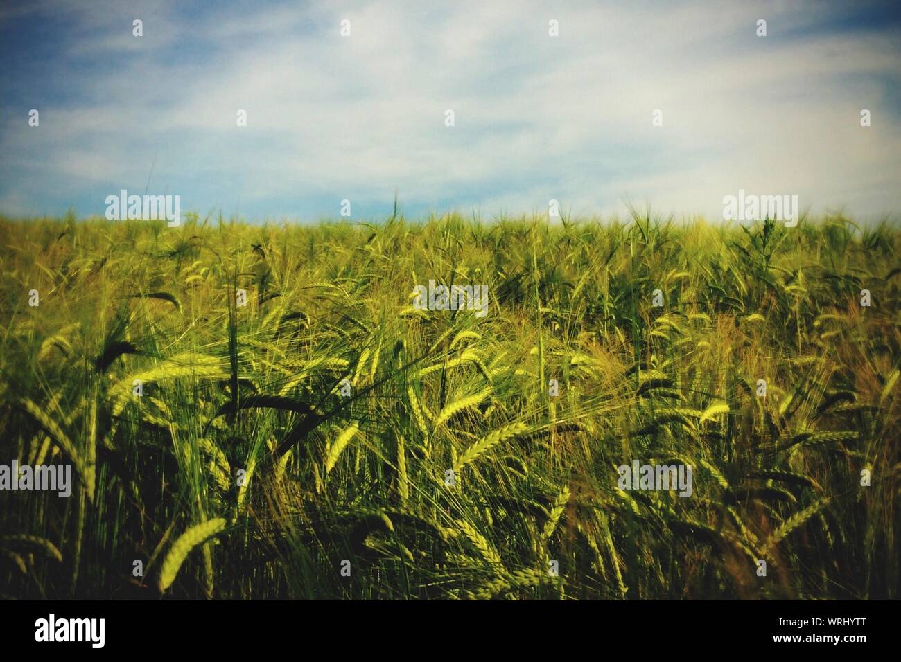 Wheat Field Blowing In Wind High Resolution Stock Photography and ...