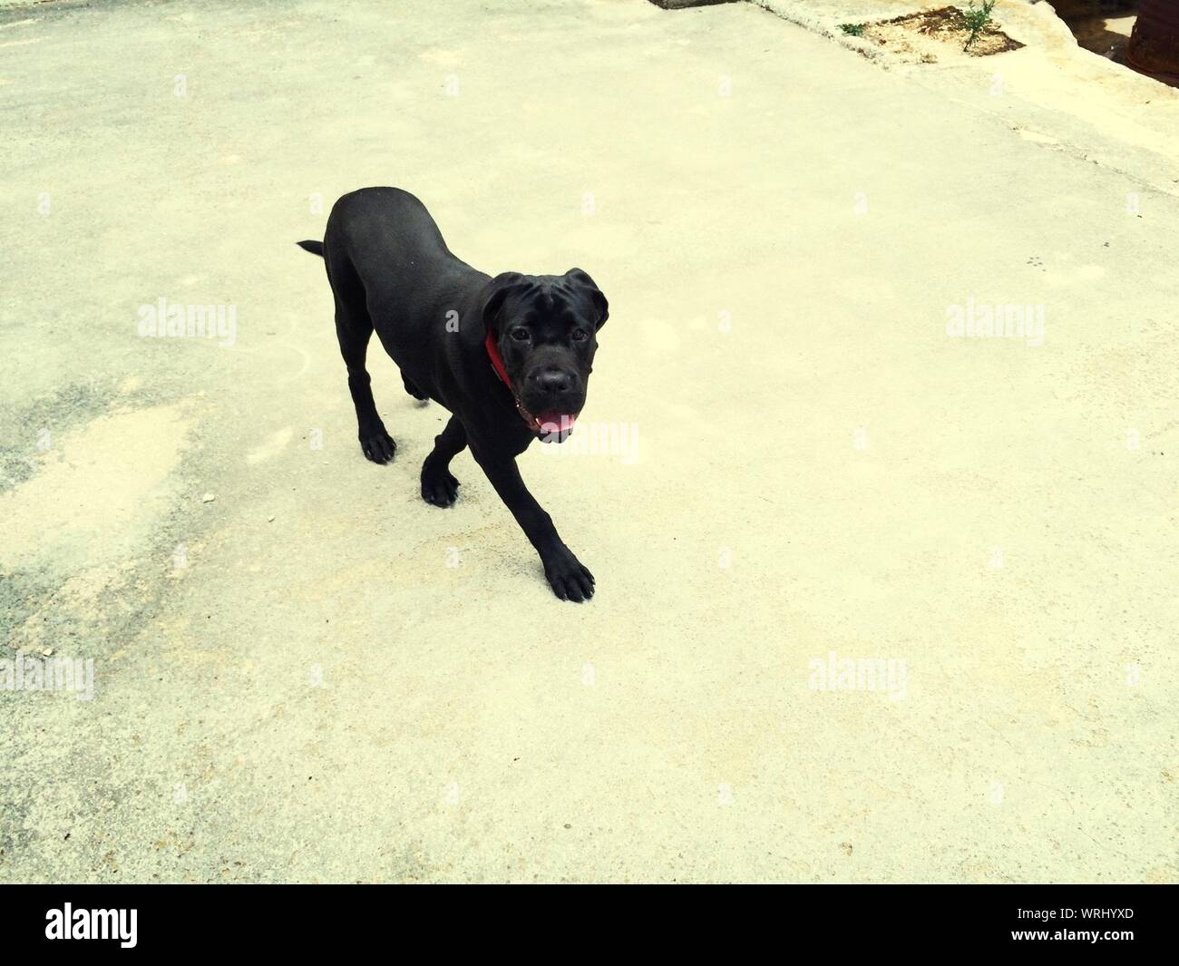 Black dog walking hi-res stock photography and images - Alamy
