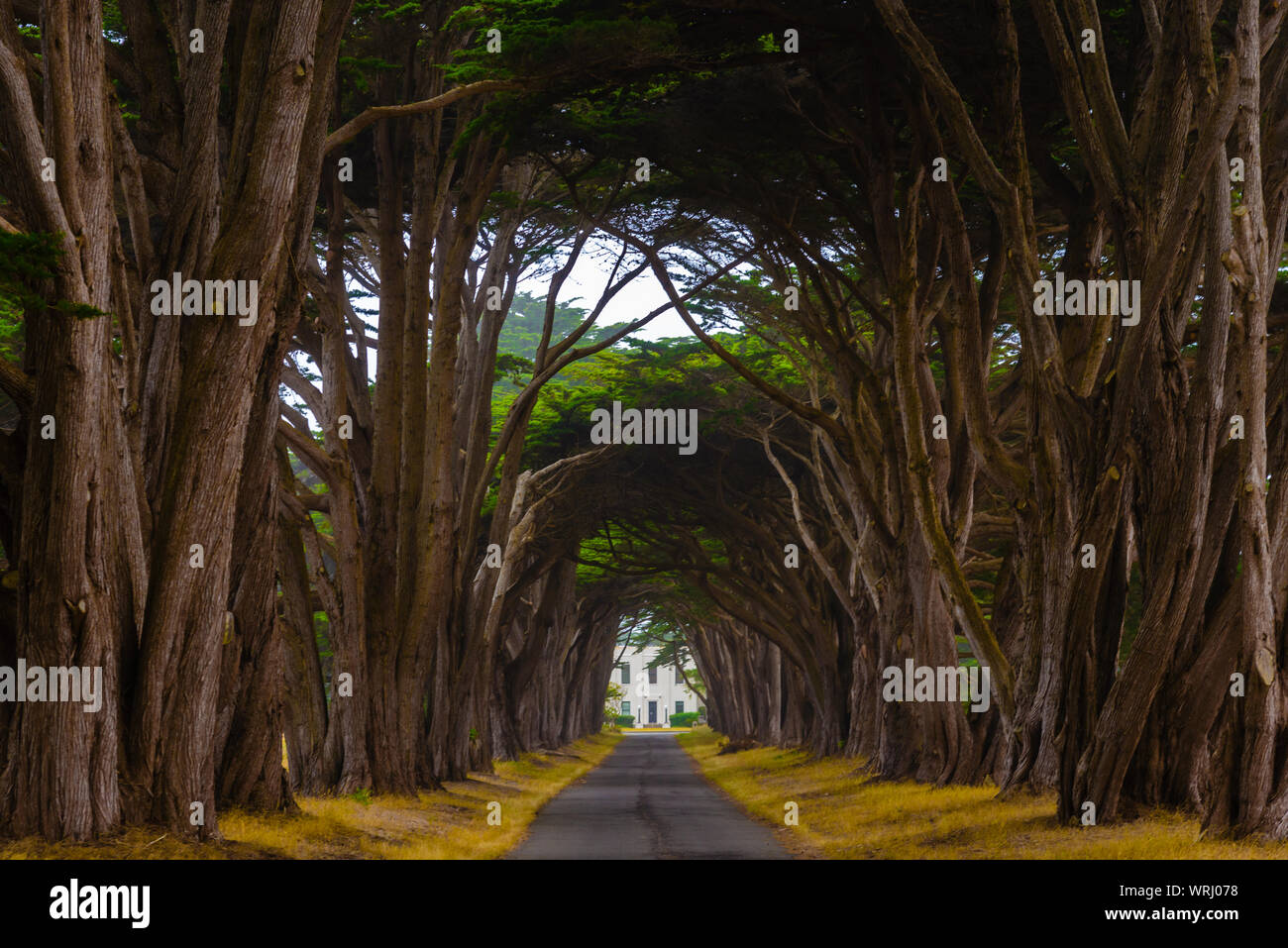 Tree canopy arching over a misty road, California, USA Stock Photo - Alamy