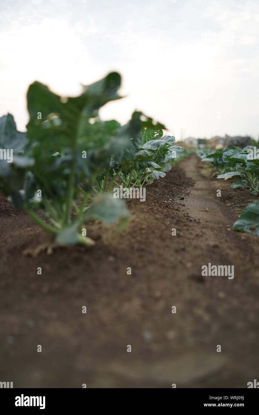 Growing leafy vegetable hi-res stock photography and images - Alamy