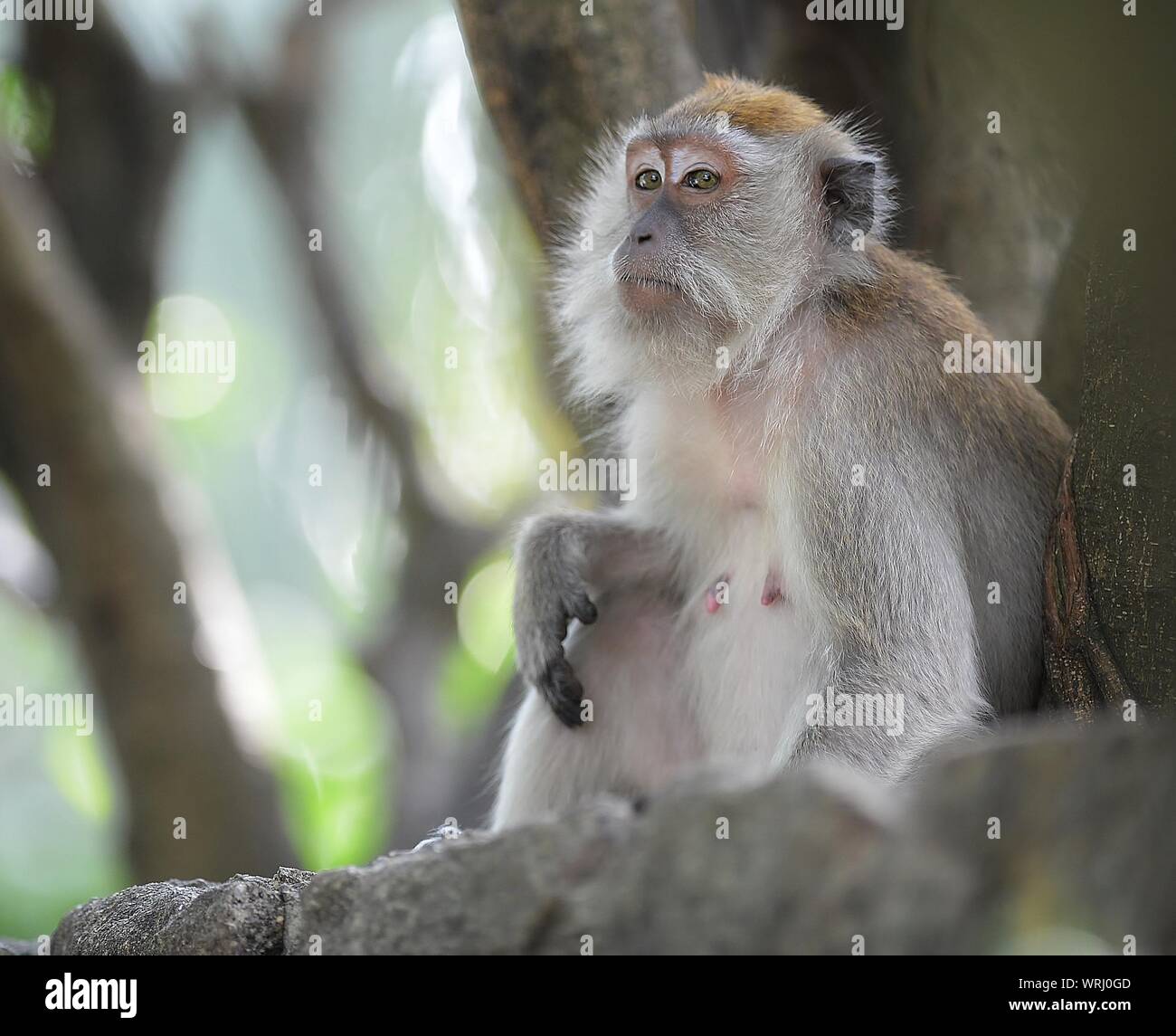 Female monkey hi-res stock photography and images - Alamy