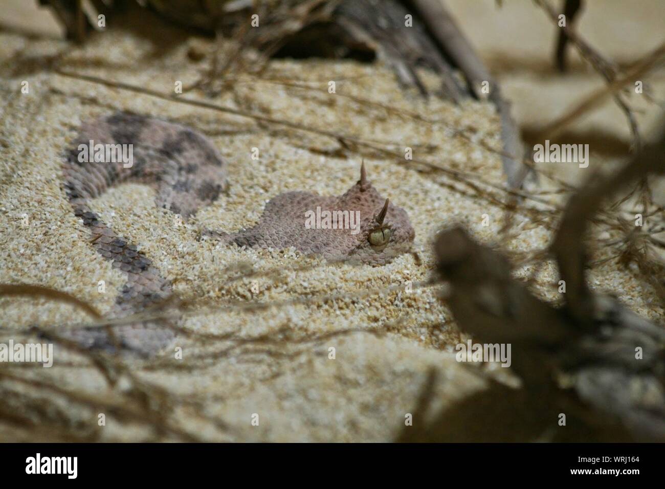Sand viper hi-res stock photography and images - Alamy