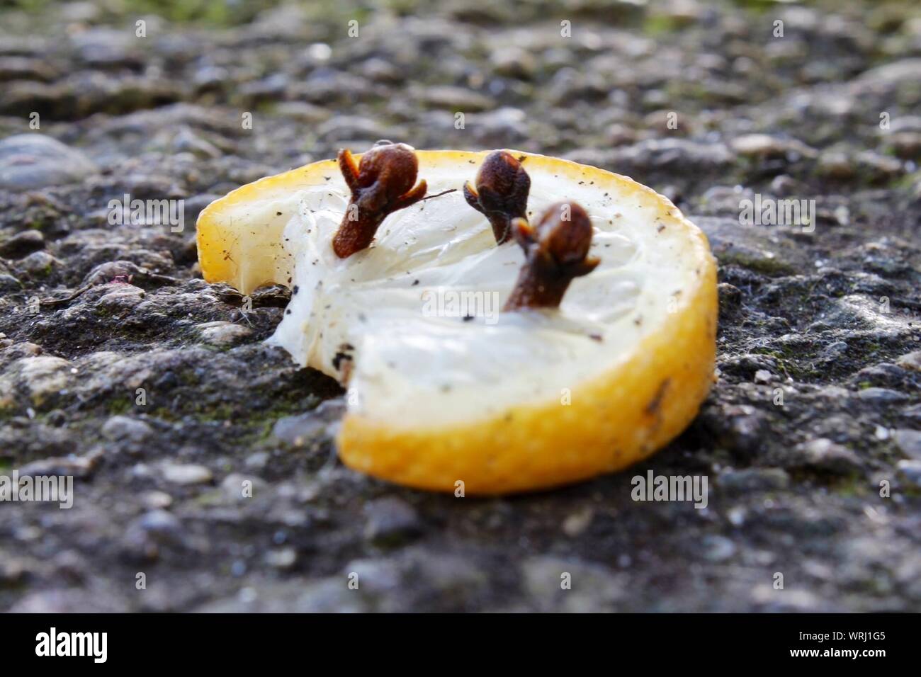 Slice of lemon with cloves hi-res stock photography and images - Alamy