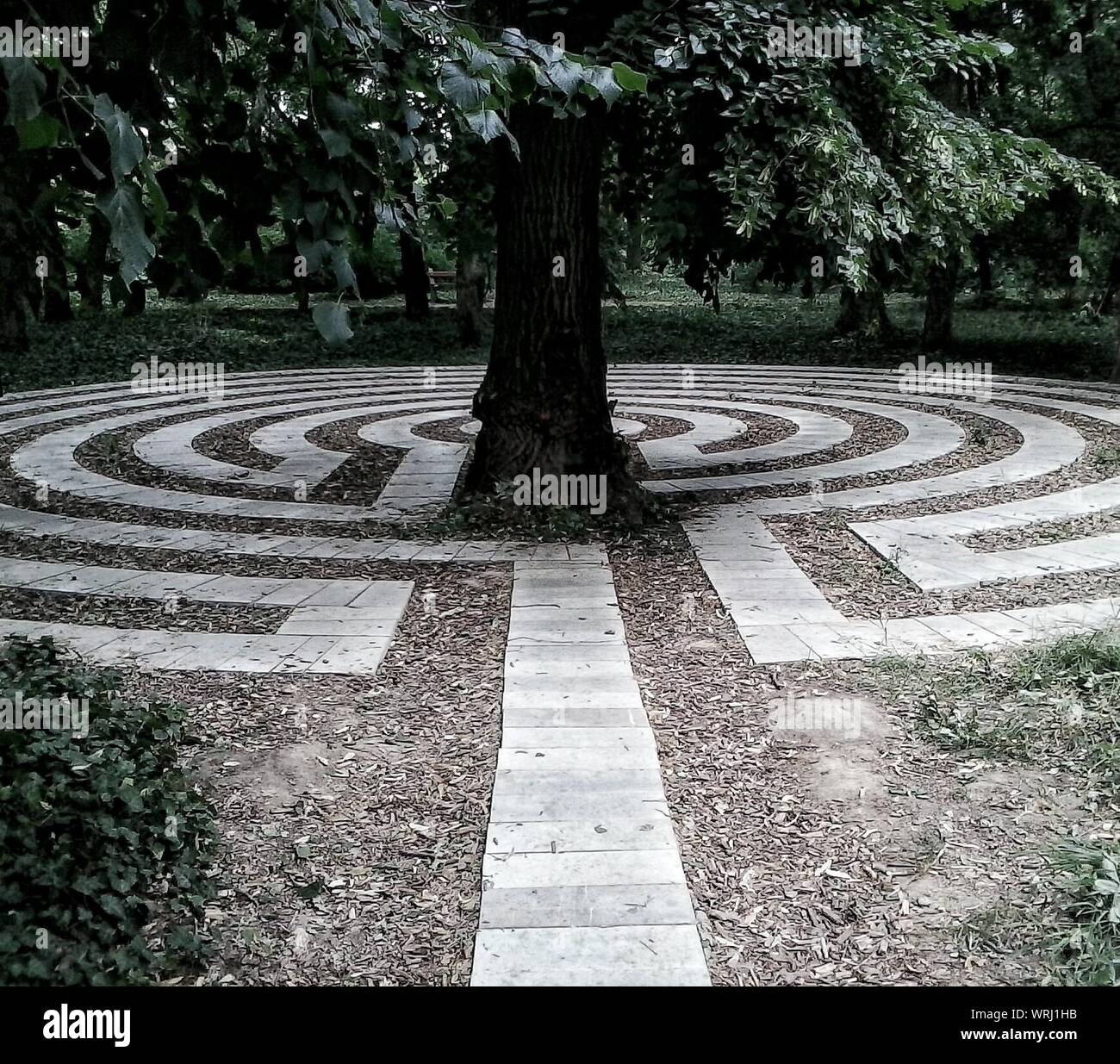 Tree way pathway hi-res stock photography and images - Alamy