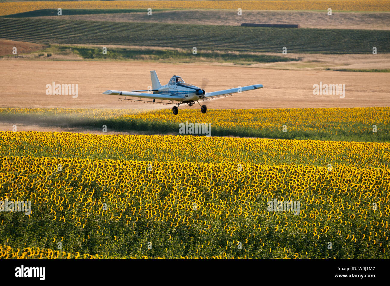 Crop duster flying low over a field of sunflowers spraying pesticide ...