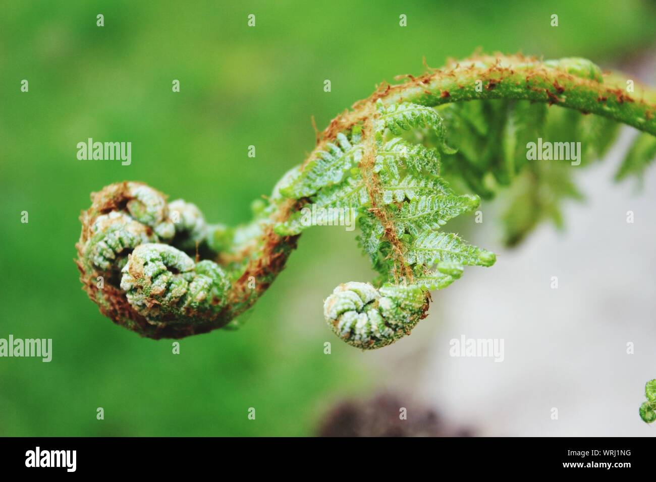 Fern opening up hi-res stock photography and images - Alamy