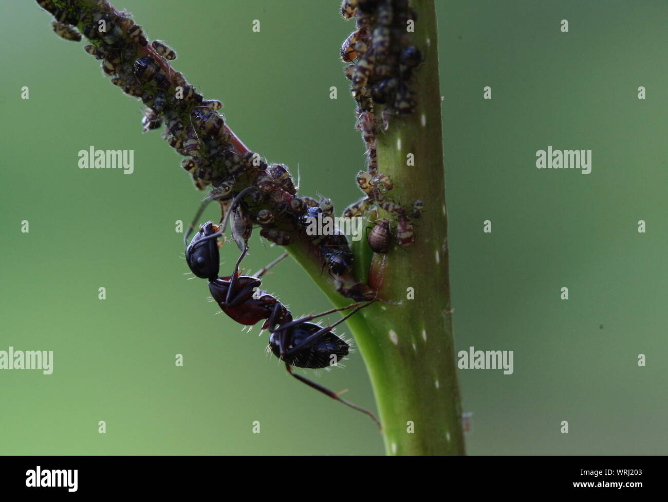 Eating plant insect hi-res stock photography and images - Alamy