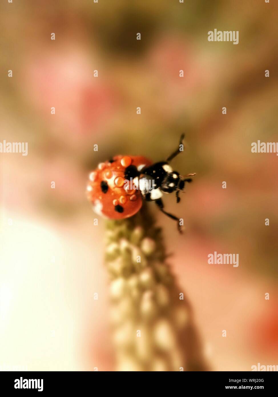 Water drop on beetle hi-res stock photography and images - Alamy