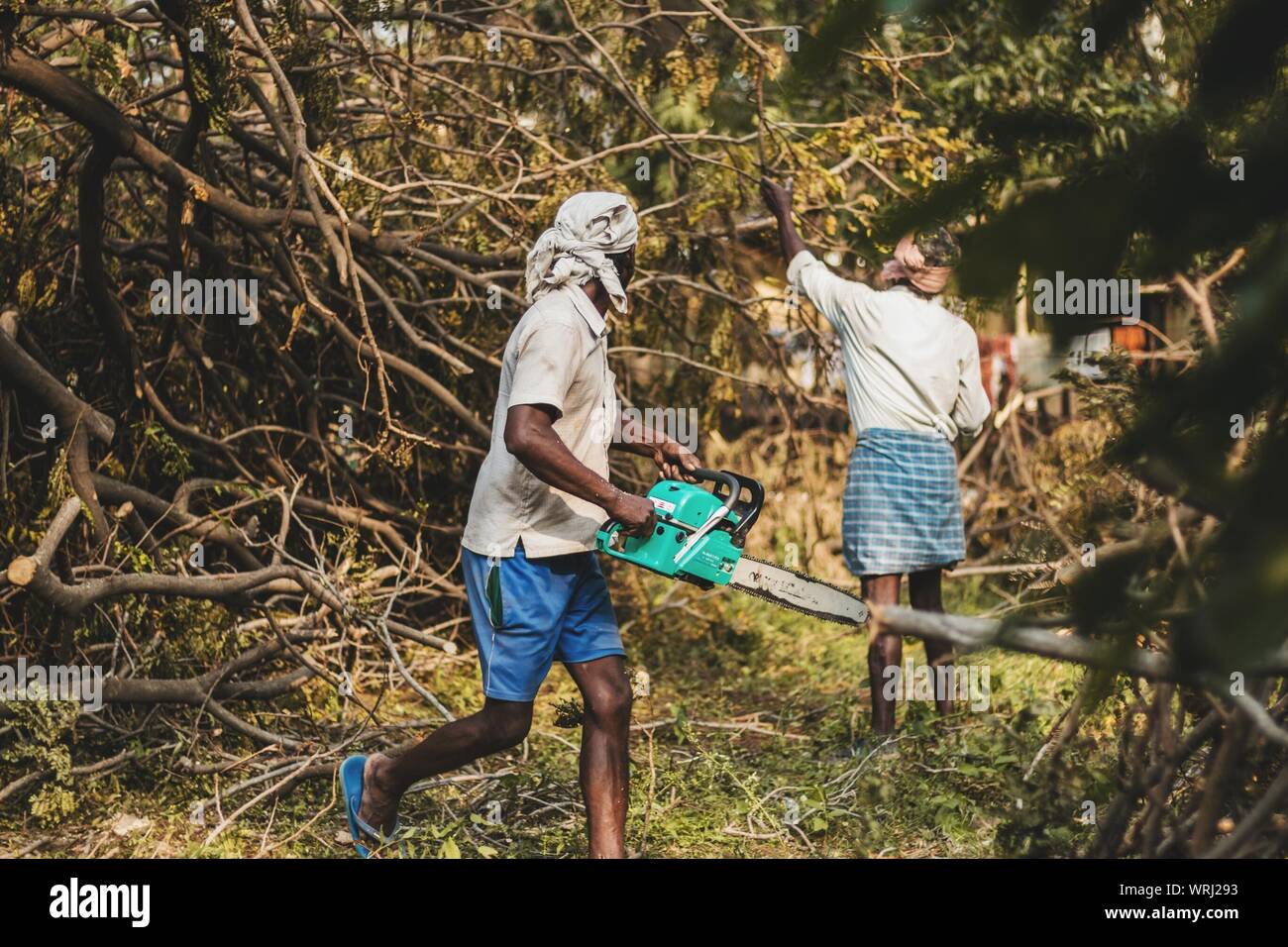 Selective cutting trees hi-res stock photography and images - Alamy