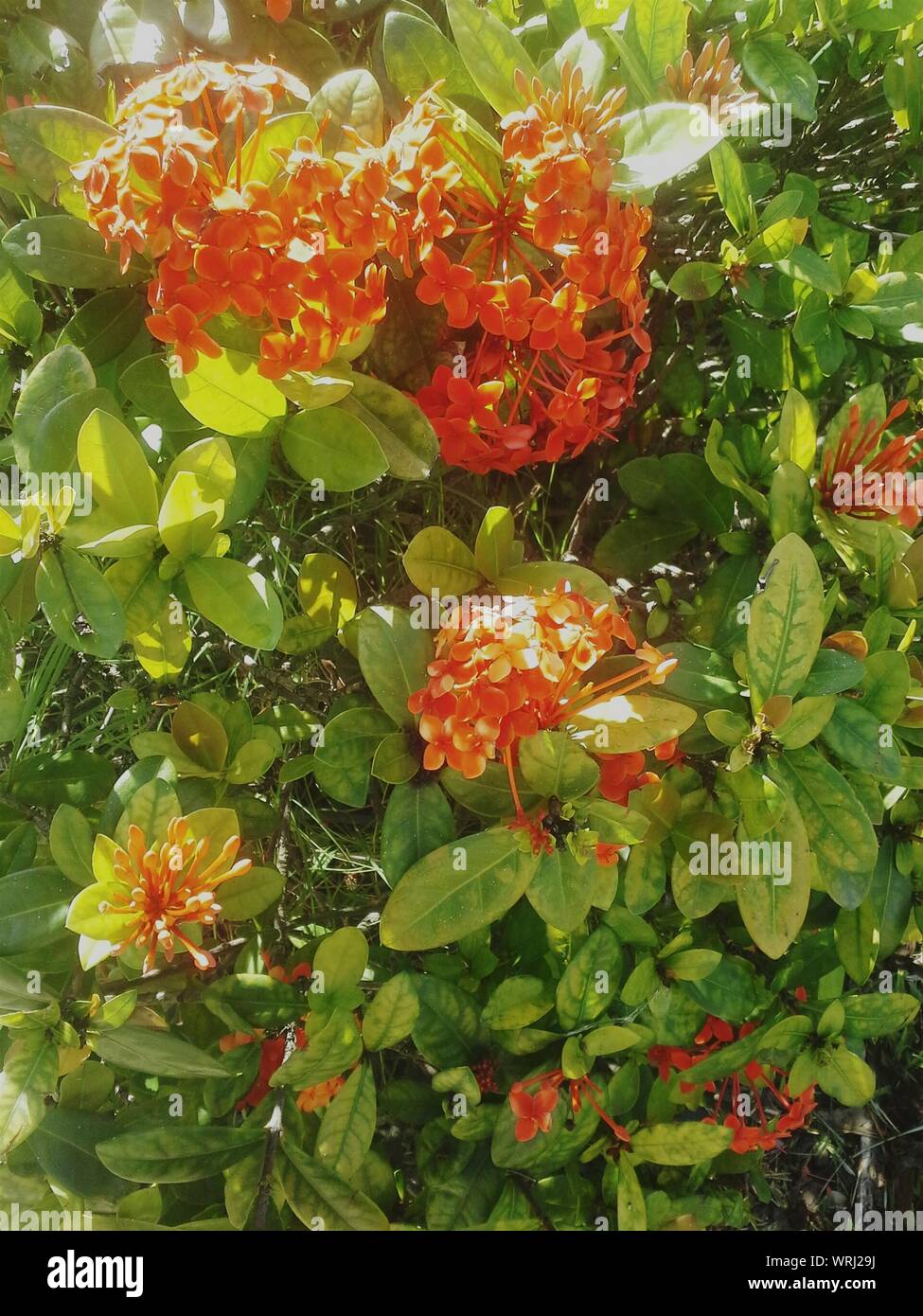 Ixora Plant High Resolution Stock Photography and Images - Alamy