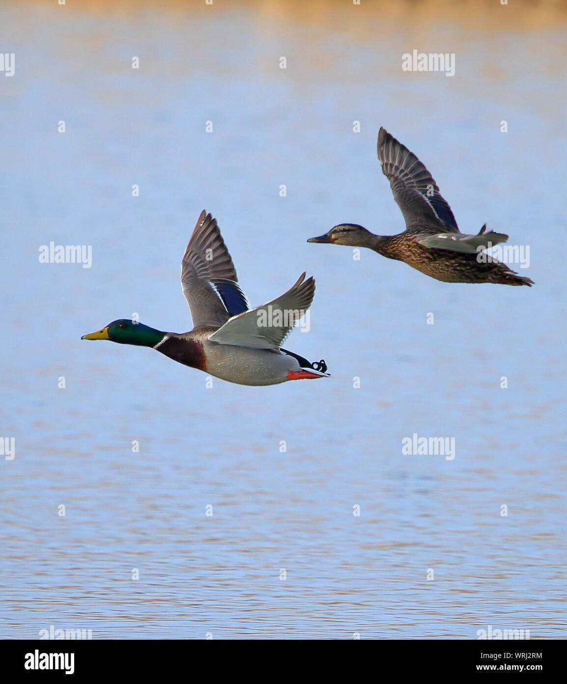 Male mallard spread wings on lake hi-res stock photography and images ...