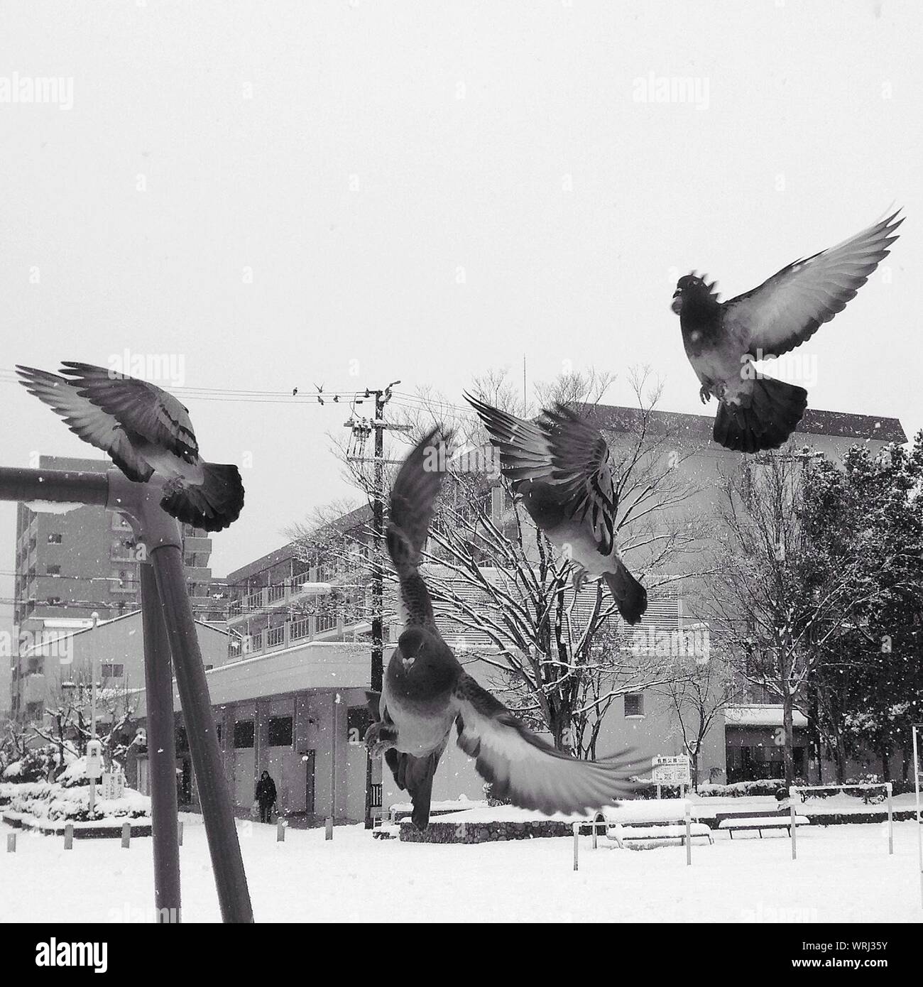 Flying in winter hi-res stock photography and images - Alamy