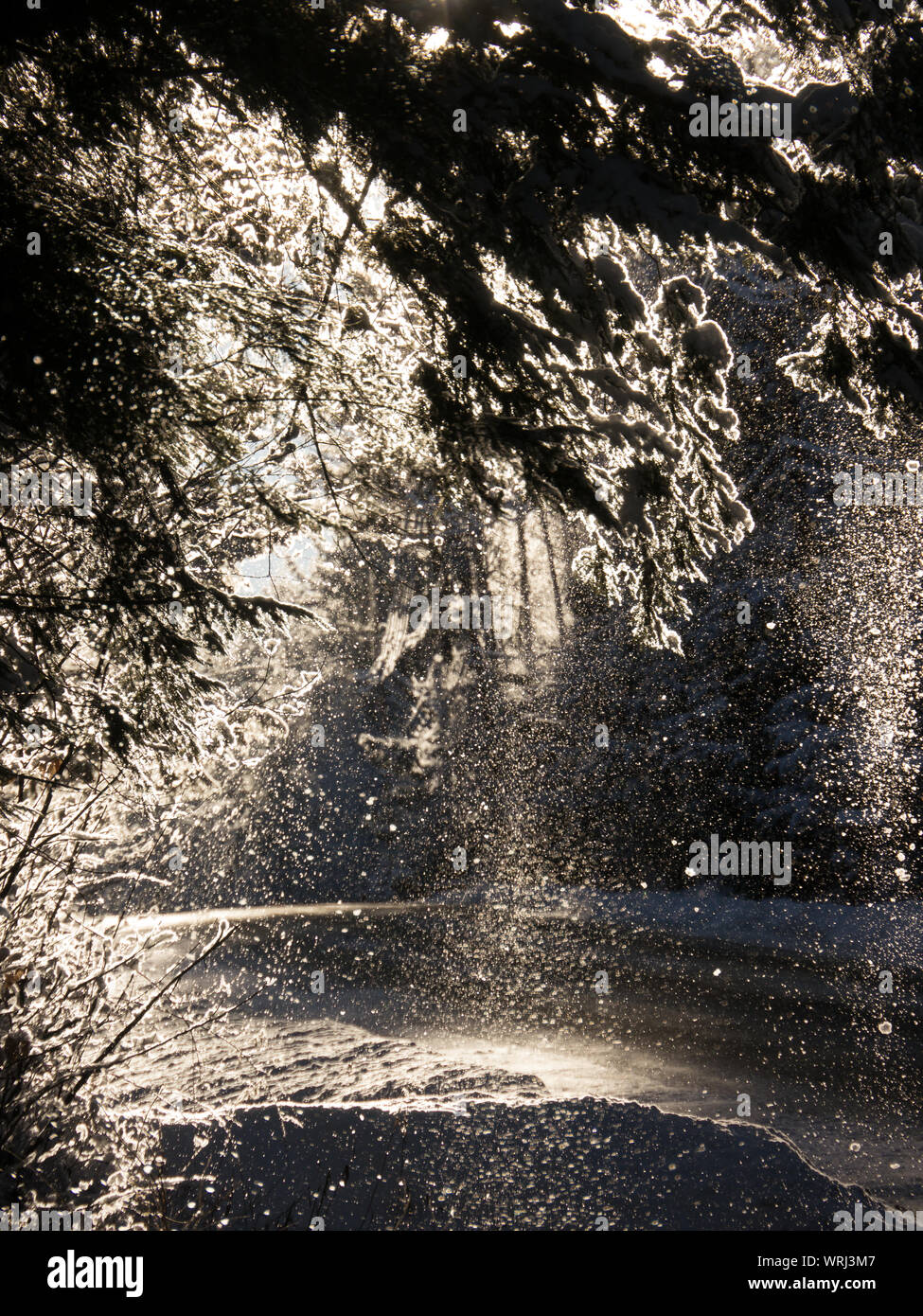 Snow falling from backlit trees, Stowe, Vermont, USA Stock Photo - Alamy
