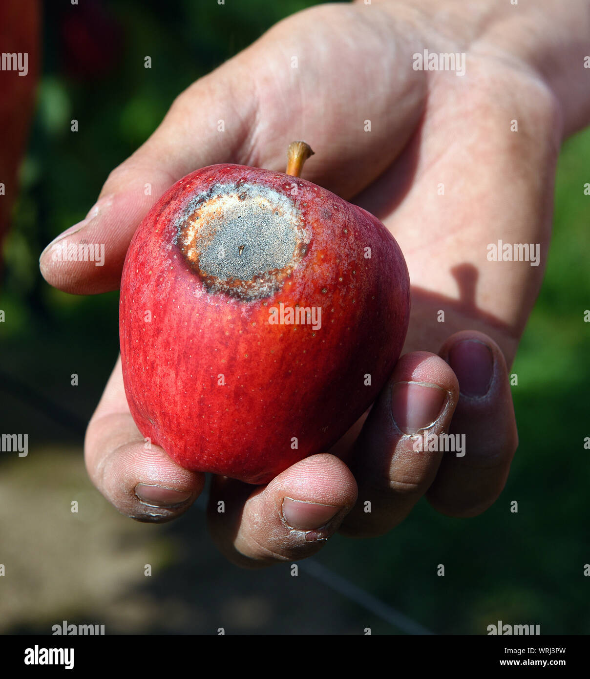 Apple brown spot hi-res stock photography and images - Alamy