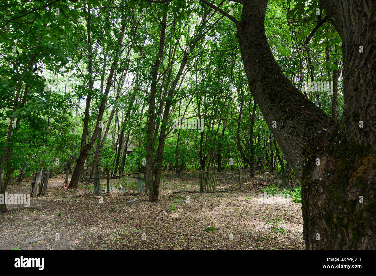 Chernobyl forest hi-res stock photography and images - Alamy