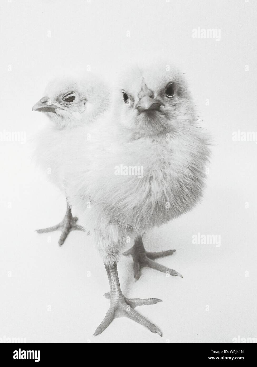 Two white chickens hi-res stock photography and images - Alamy