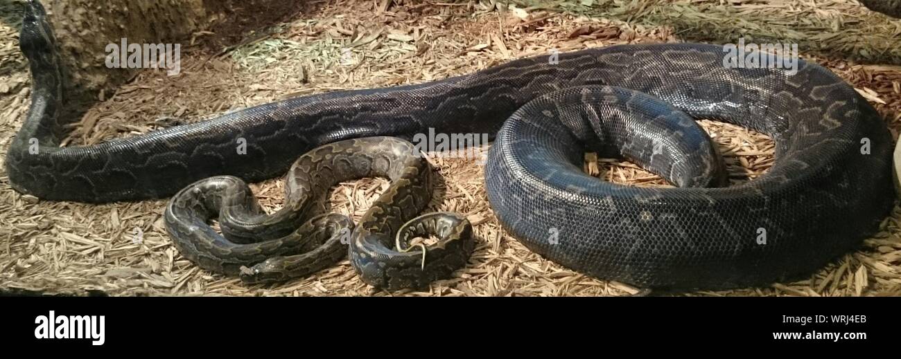 Ground snakes hi-res stock photography and images - Alamy