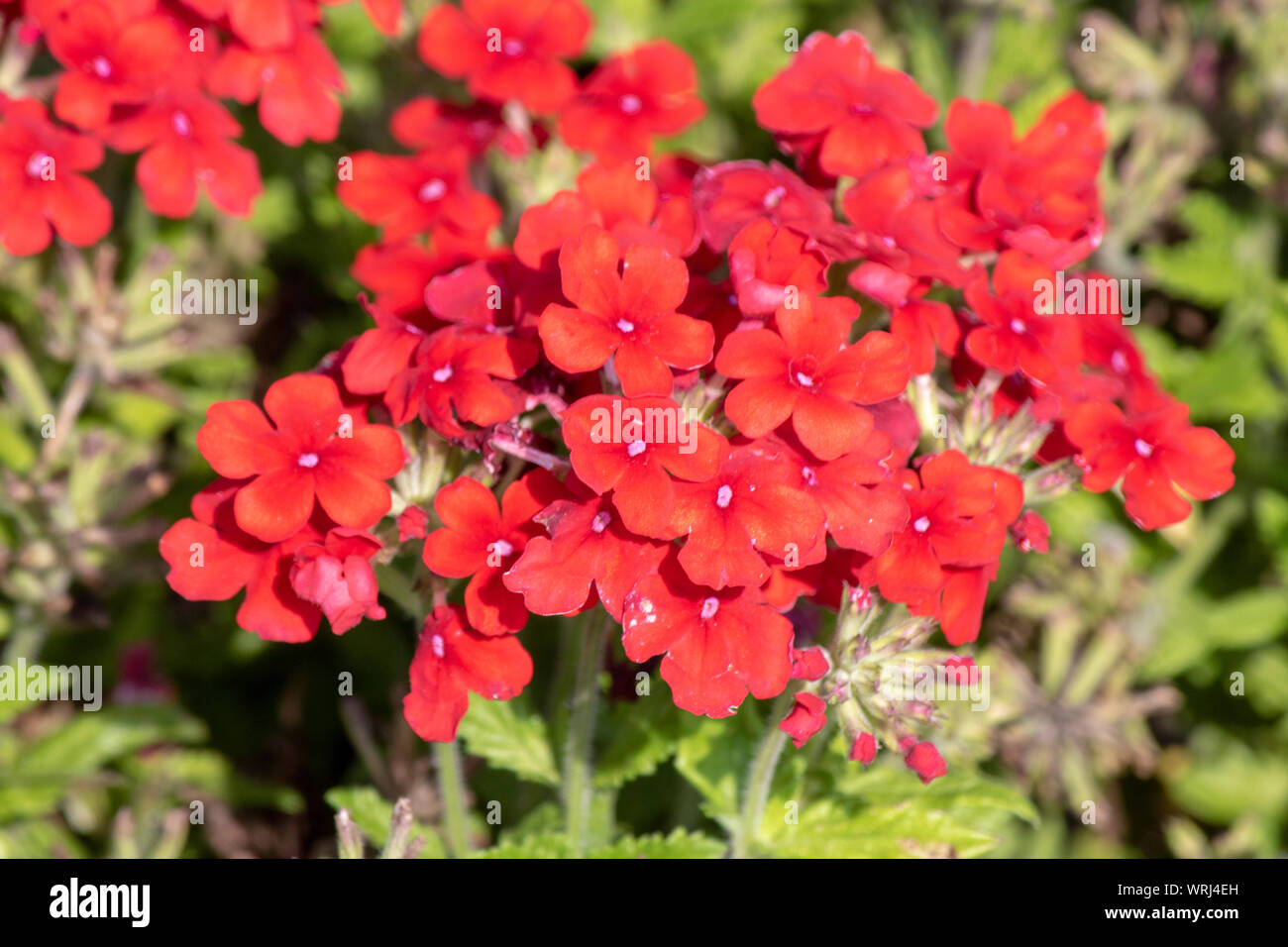 Phlox Paniculata Design High Resolution Stock Photography and Images ...
