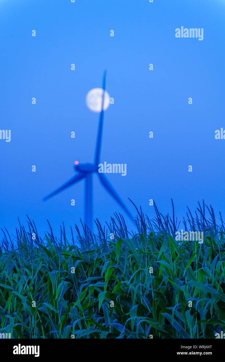 Field of corn with a wind turbine and moonrise behind it in Dexter ...