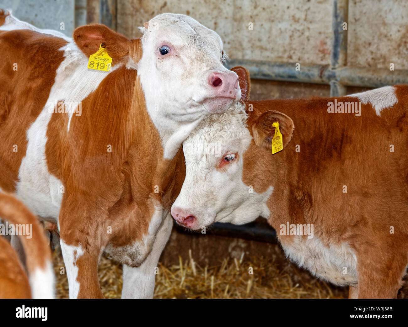 2 dairy cows nuzzling, livestock, animals, ear tags, milk producers ...