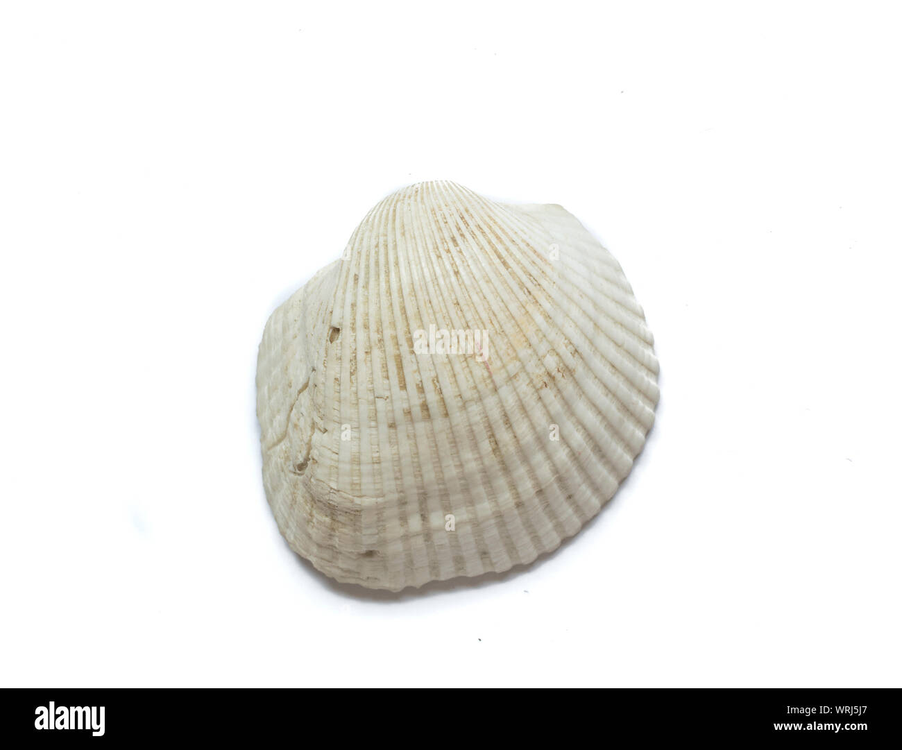 Sea shell isolated on white background Stock Photo - Alamy
