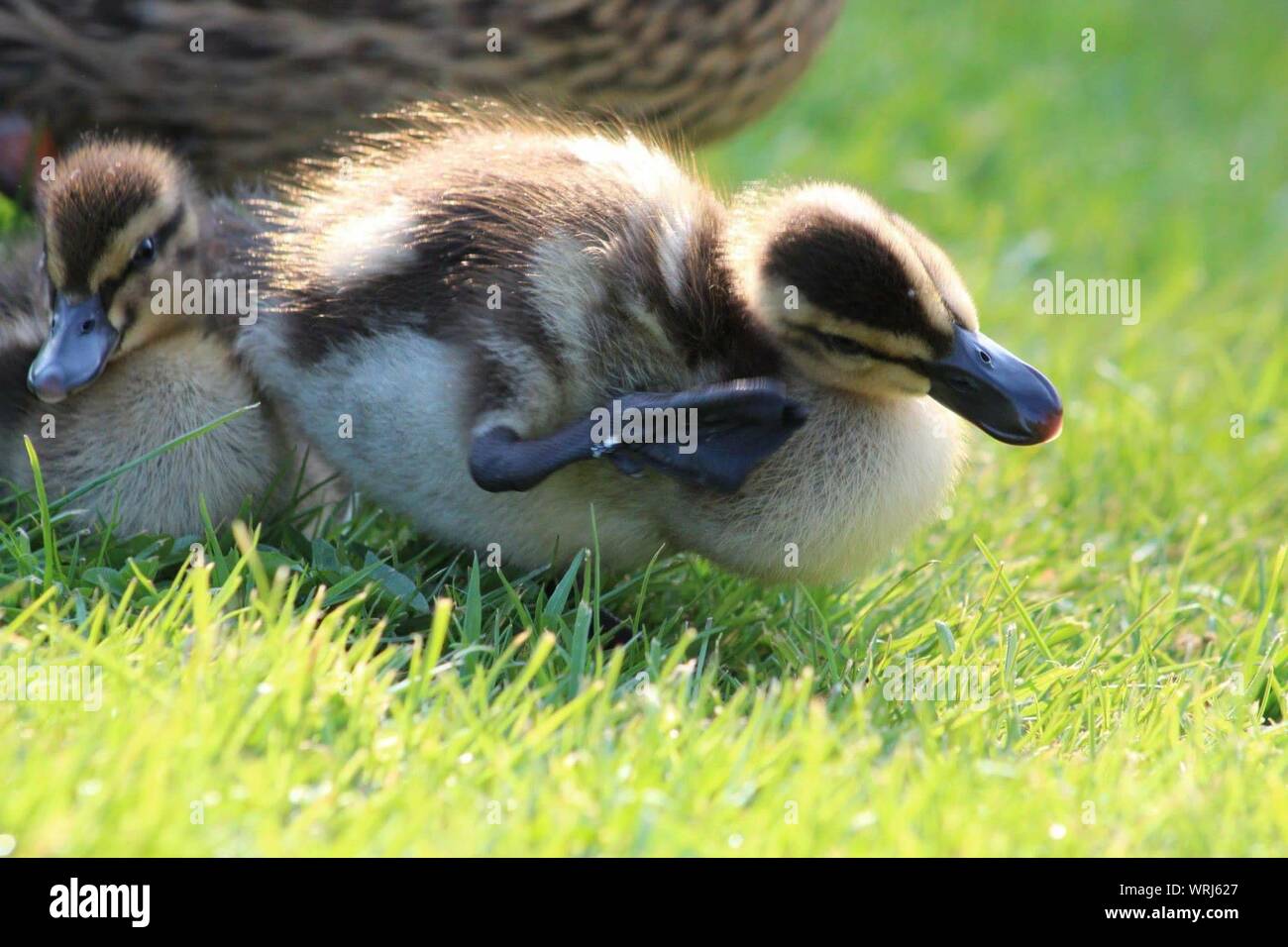 Baby ducks hi-res stock photography and images - Alamy