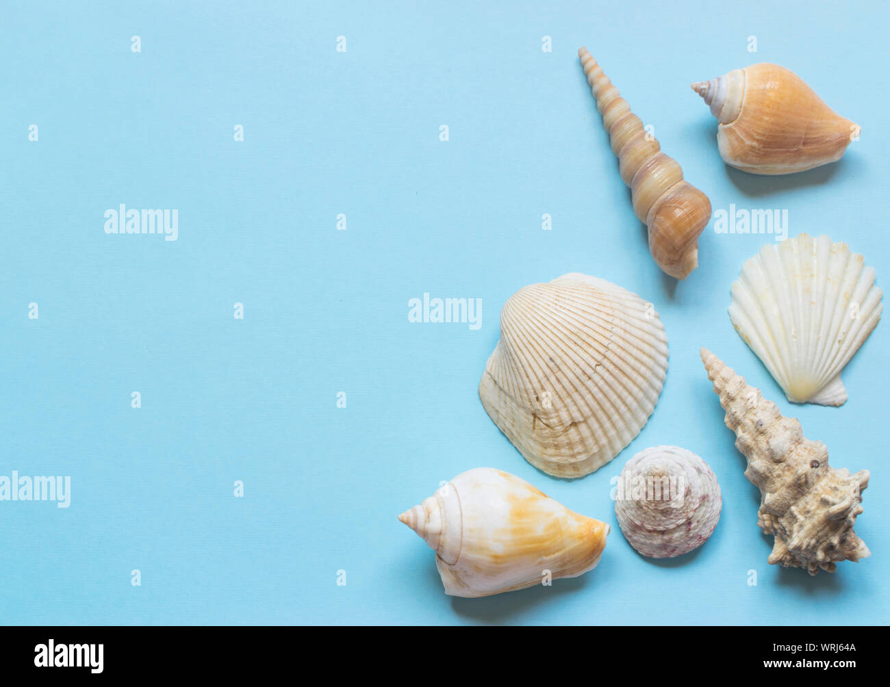 Various sea shells on light blue background with place for text Stock ...