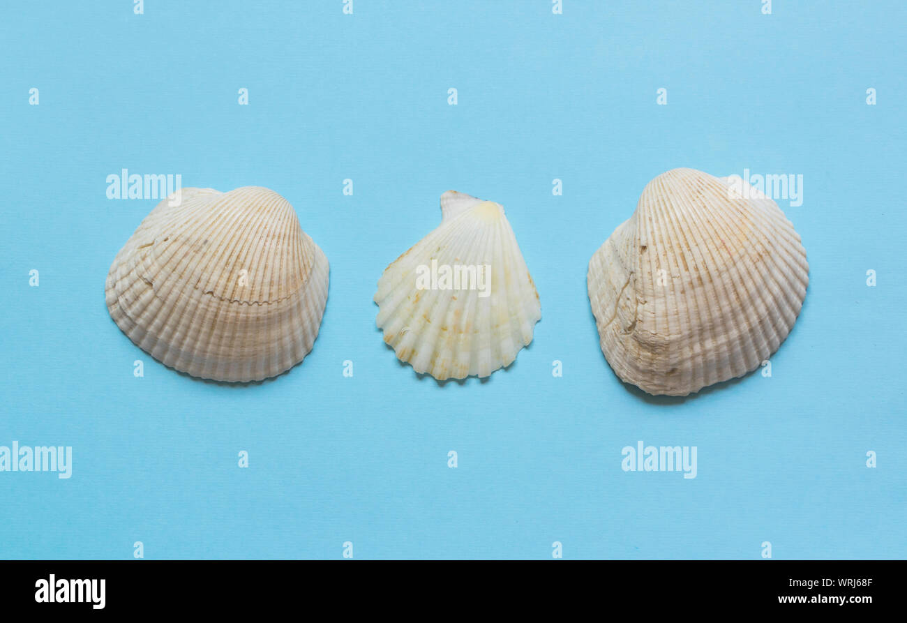 Various sea shells on light blue background Stock Photo - Alamy