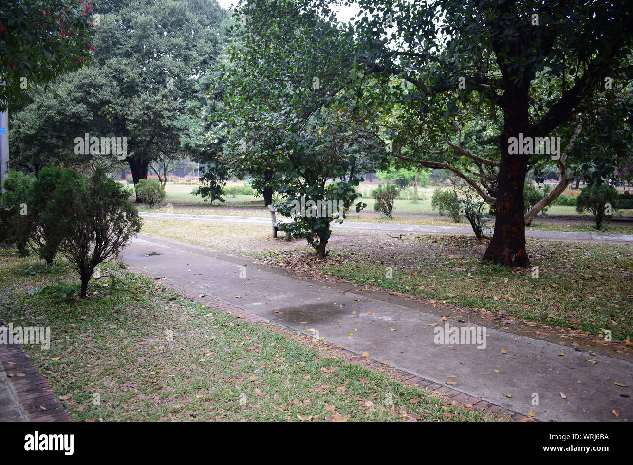 beautiful landscape with trees beside the road Stock Photo - Alamy