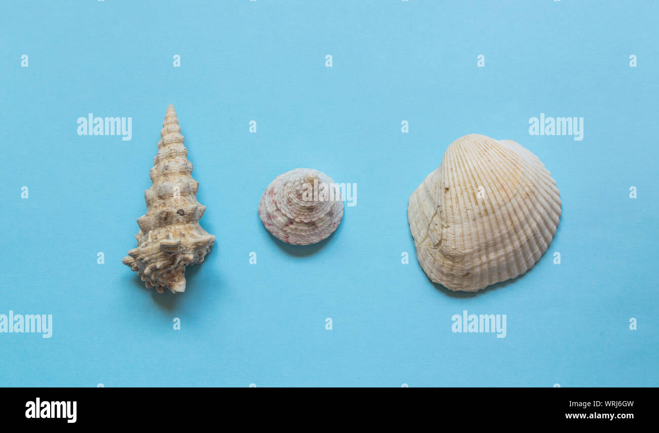 Various sea shells on light blue background Stock Photo - Alamy