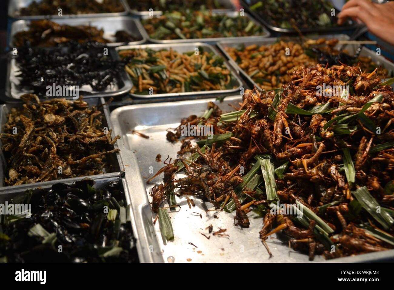 Fried Insects High Resolution Stock Photography and Images - Alamy