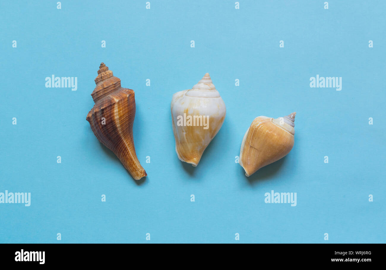 Various sea shells on light blue background Stock Photo - Alamy