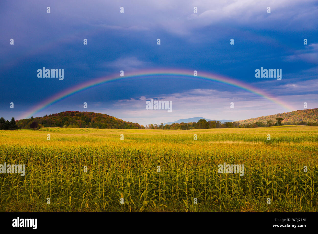 Rainbow over a golden field of corn, Stowe, Vermont, USA Stock Photo ...
