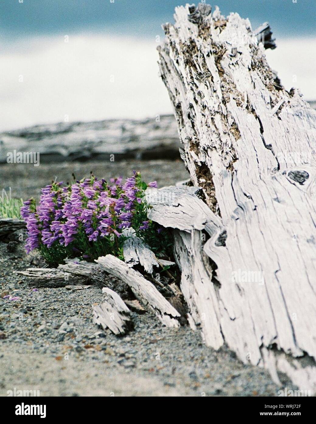 Blooming flower in dead tree hi-res stock photography and images - Alamy