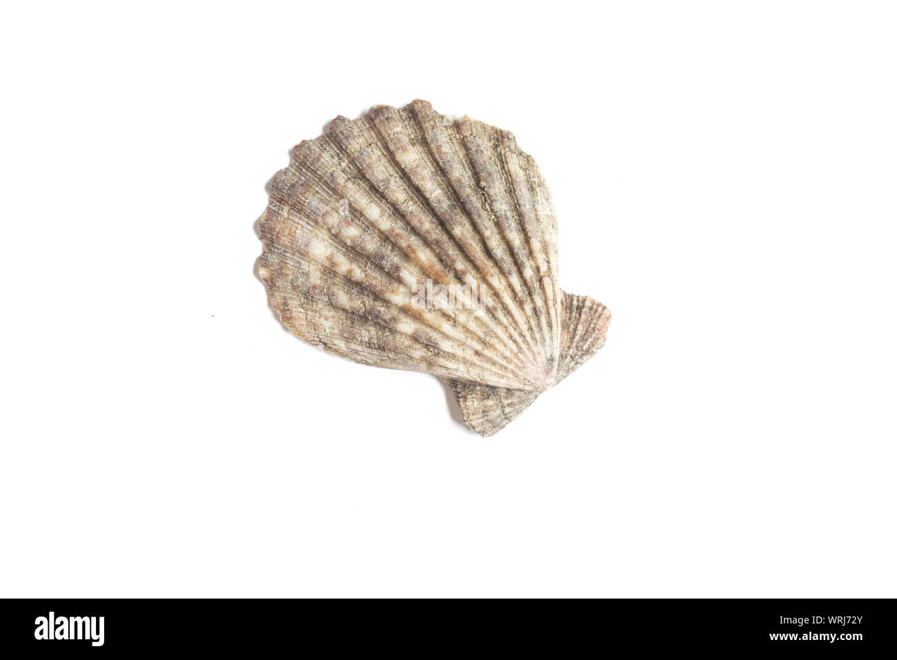 Sea shell isolated on white background Stock Photo - Alamy