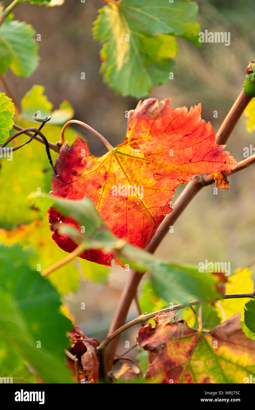 Autumn leaves background, colorful fall concept Stock Photo - Alamy