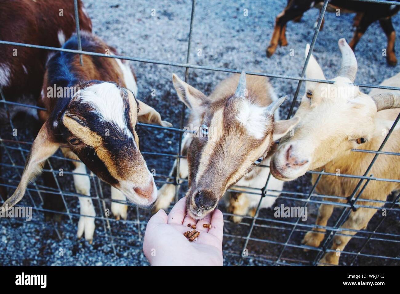 Human hand feeding goat hi-res stock photography and images - Alamy