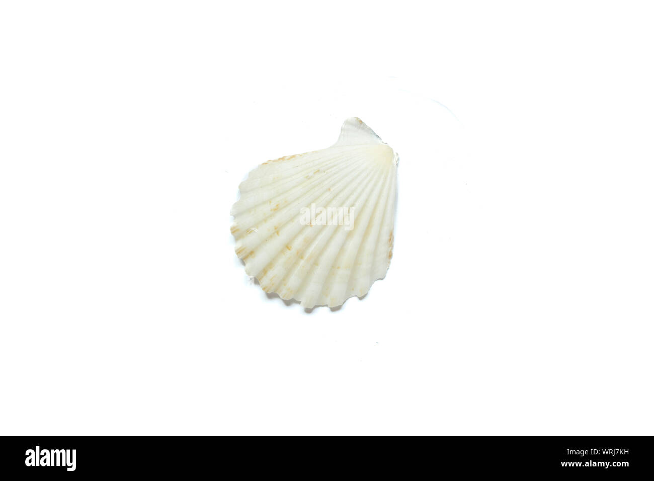 Sea shell isolated on white background Stock Photo - Alamy