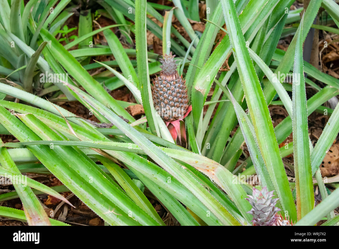 Pineapple plant flower tree hi-res stock photography and images - Alamy