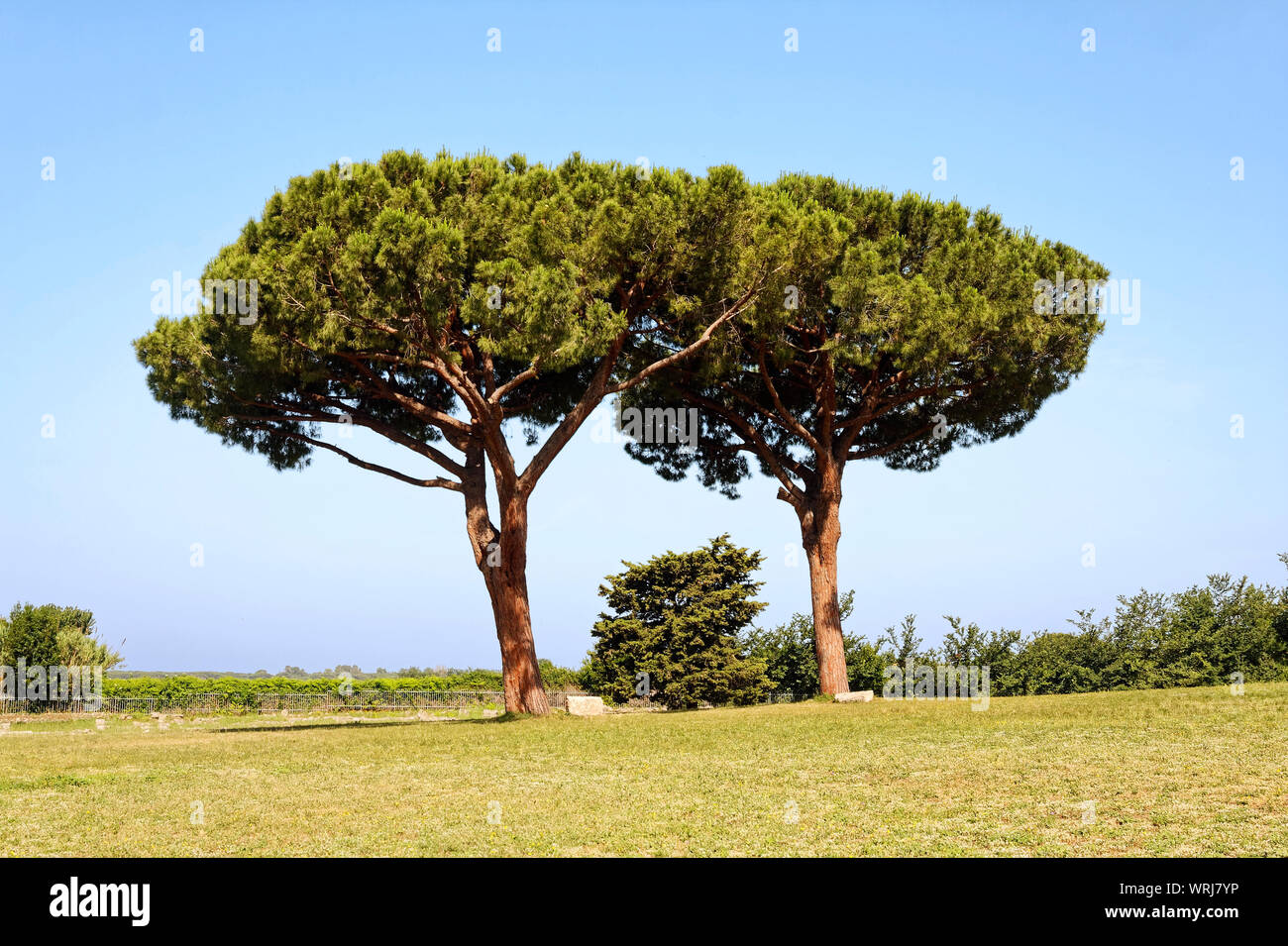 2 Umbrella Pine trees, flat top, evergreens, Pinus Pinea, Paestum ...