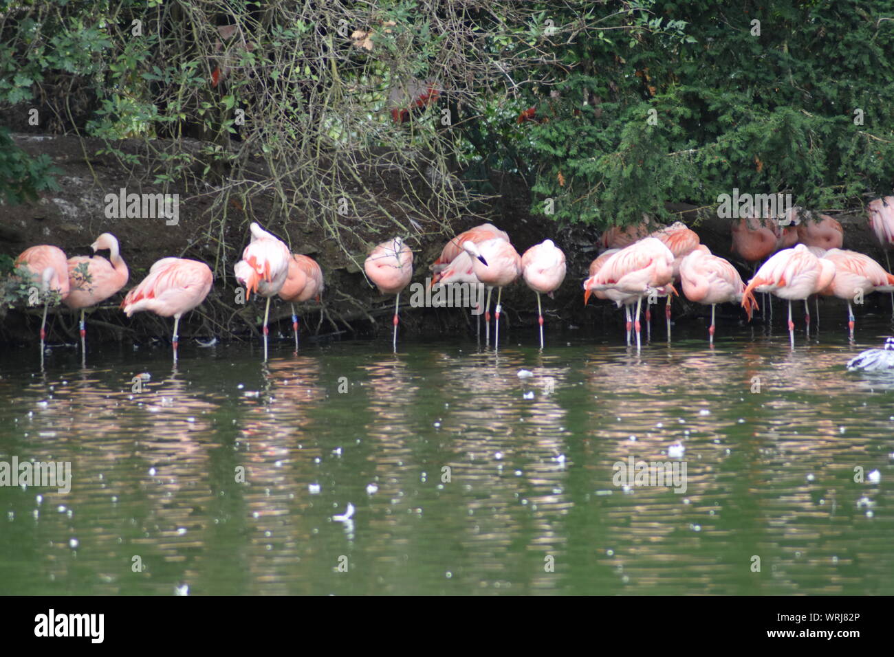 Threatened flamingo species hi-res stock photography and images - Alamy