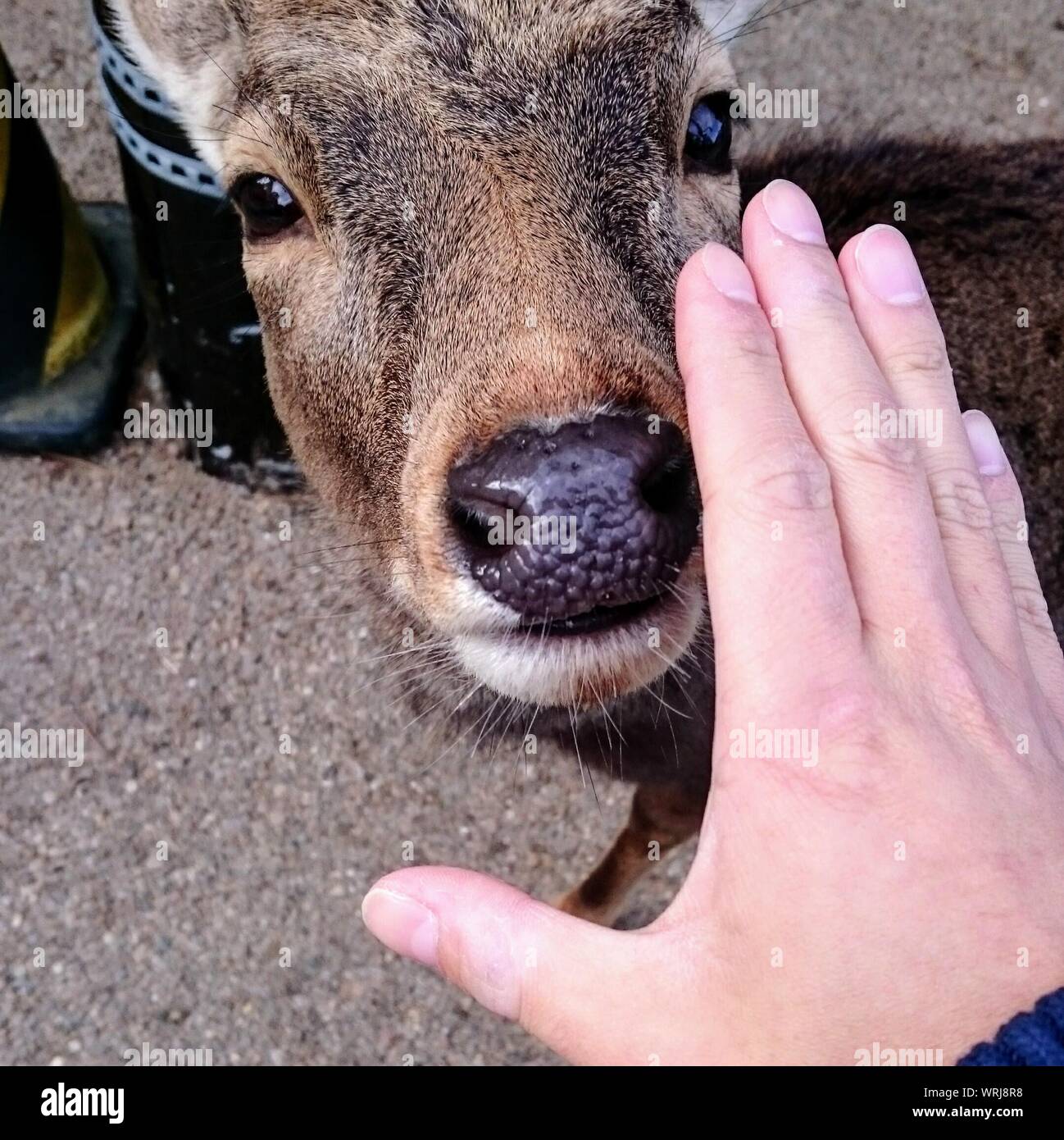 Hand over mouth and nose hi-res stock photography and images - Alamy