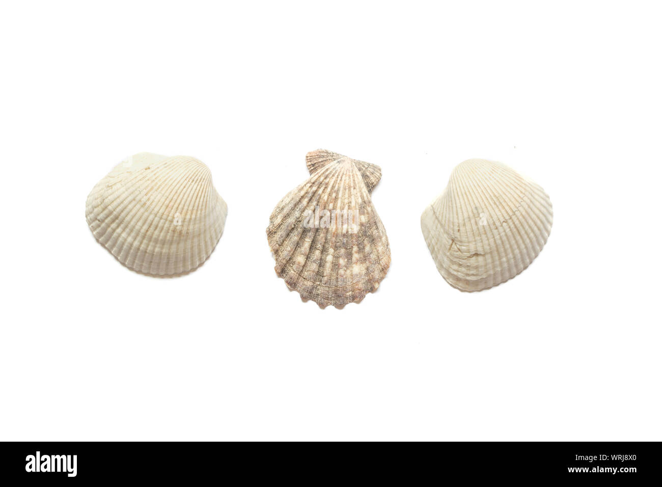 Three sea shells isolated on white background Stock Photo - Alamy