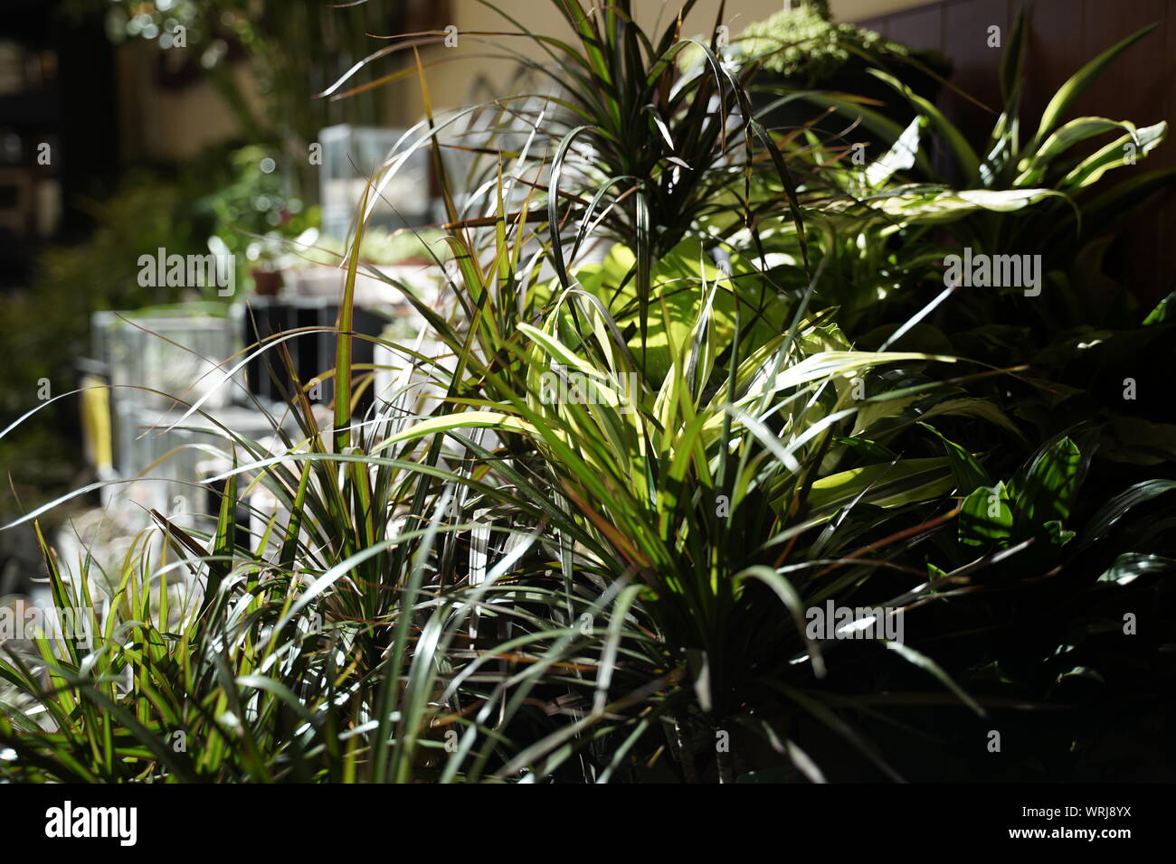 Plants in grocery store Stock Photo - Alamy