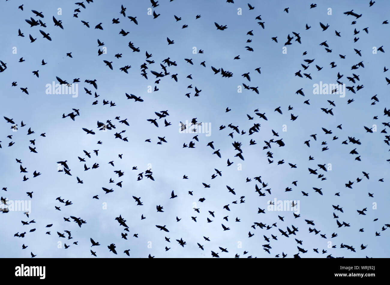 Under wing blue bird hi-res stock photography and images - Alamy