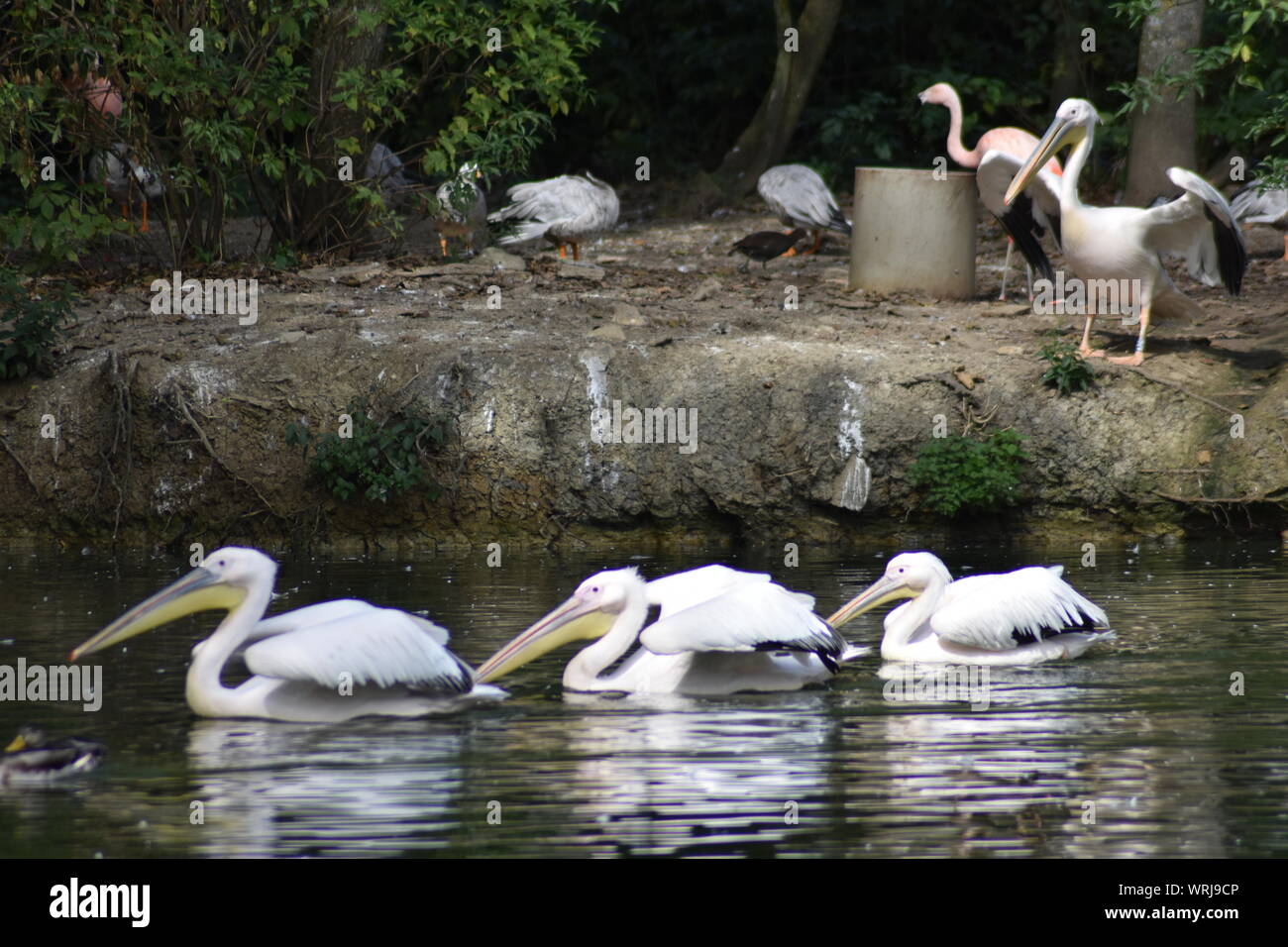 Three in a row Stock Photo - Alamy