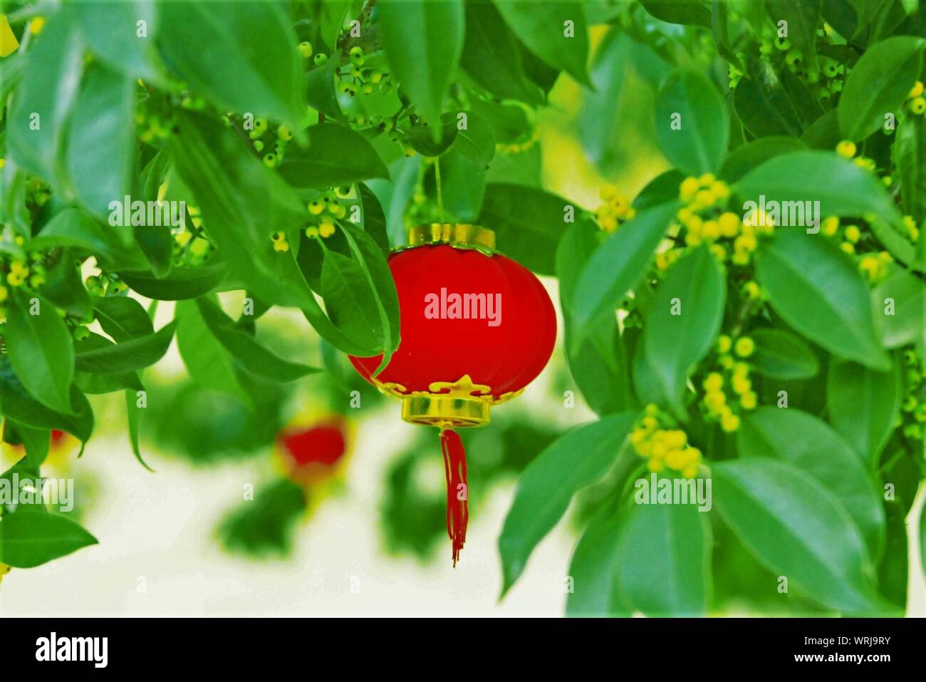 Chinese lantern tree hi-res stock photography and images - Alamy
