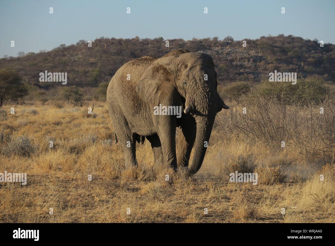 Side profile of elephant walking hi-res stock photography and images ...